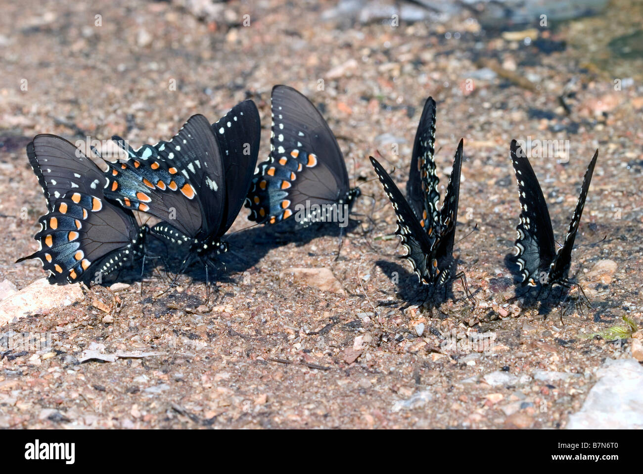Spicebush swallowtail butterflies hi-res stock photography and images ...
