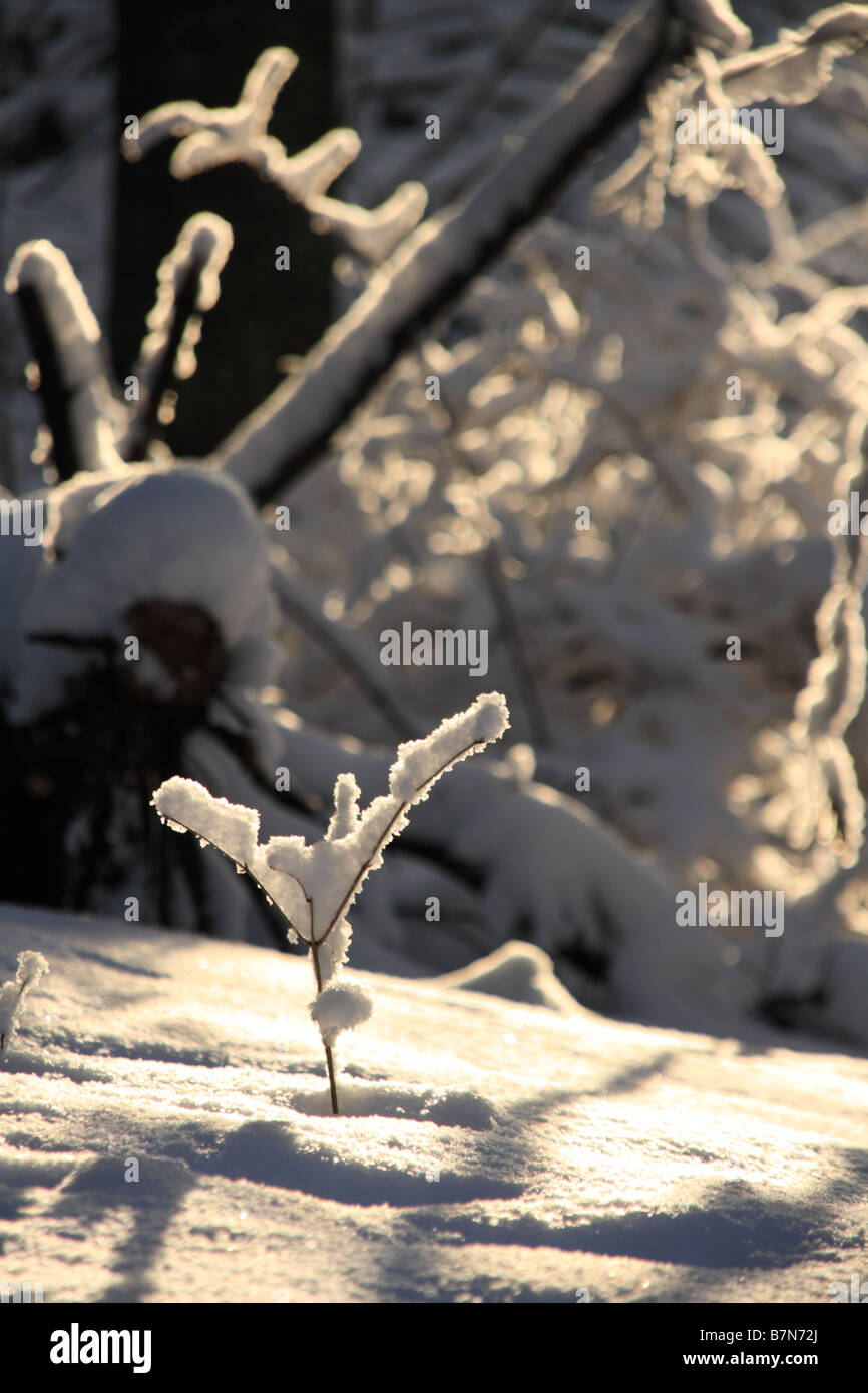 Close up of a snowy small tree Stock Photo - Alamy