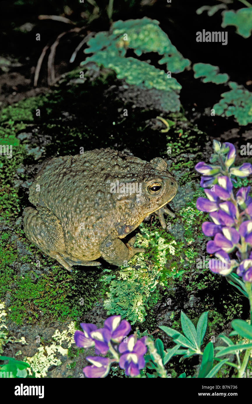 Warty skin amphibian hi-res stock photography and images - Alamy