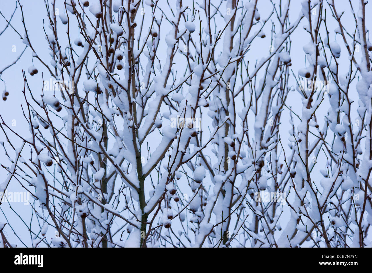 Heavy snow falls hi-res stock photography and images - Alamy