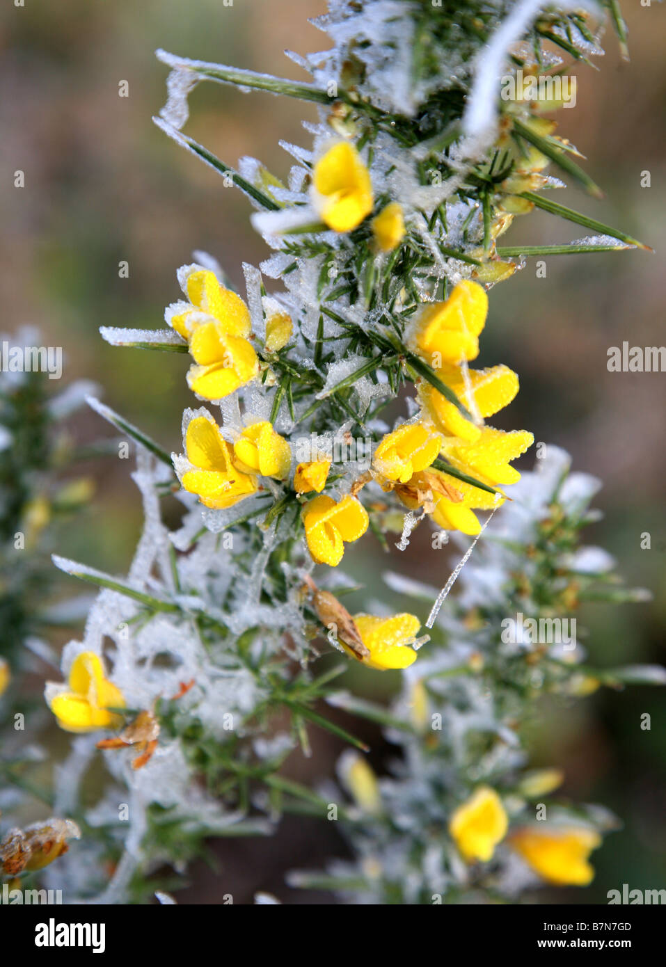 Gorse (Ulex) flowers covered in frost and ice, England, UK Stock Photo ...