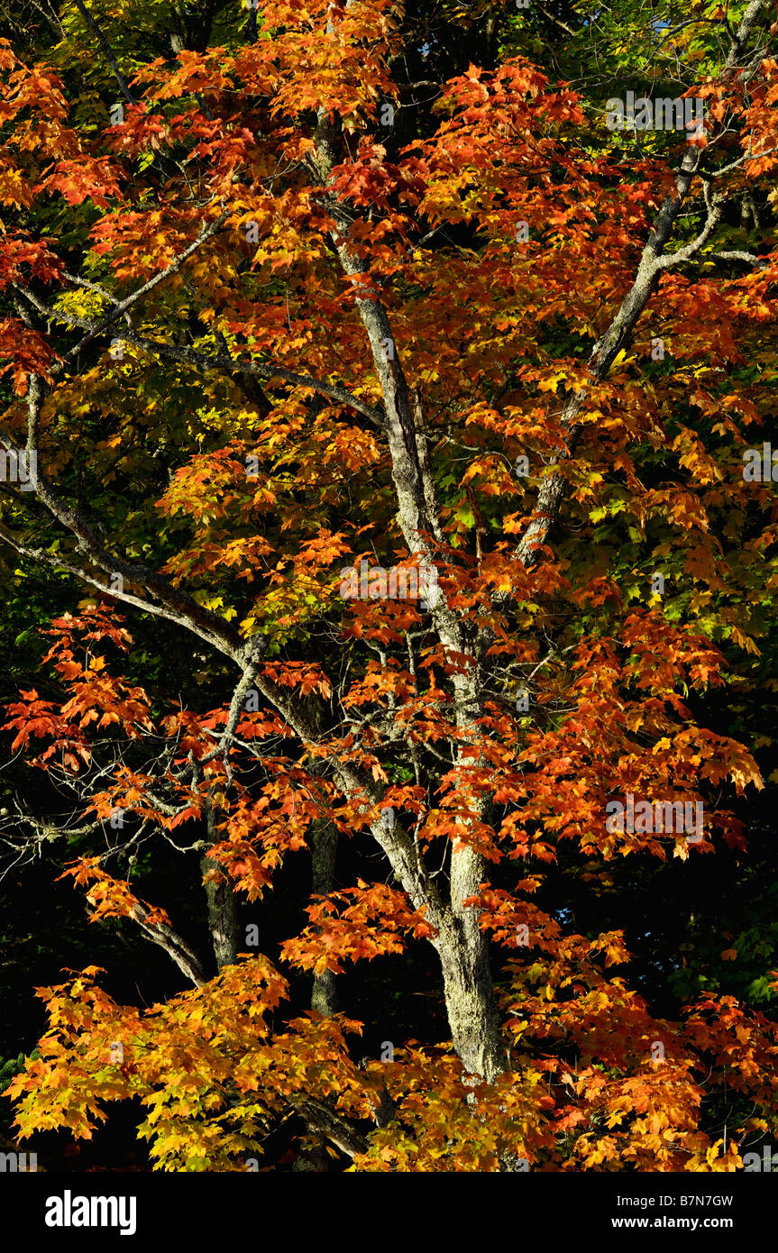 Upper peninsula maple hi-res stock photography and images - Alamy