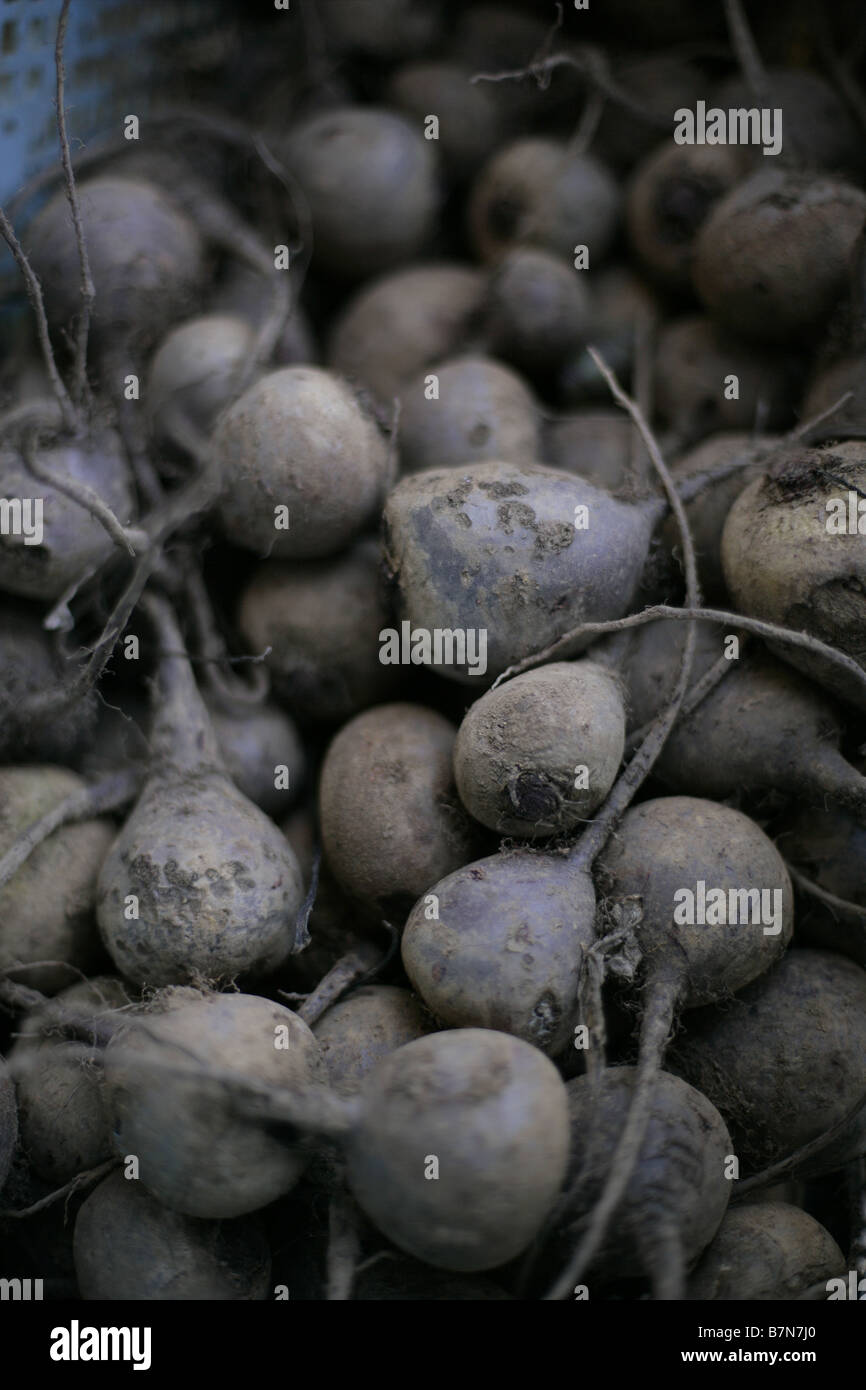 Red beets hi-res stock photography and images - Alamy
