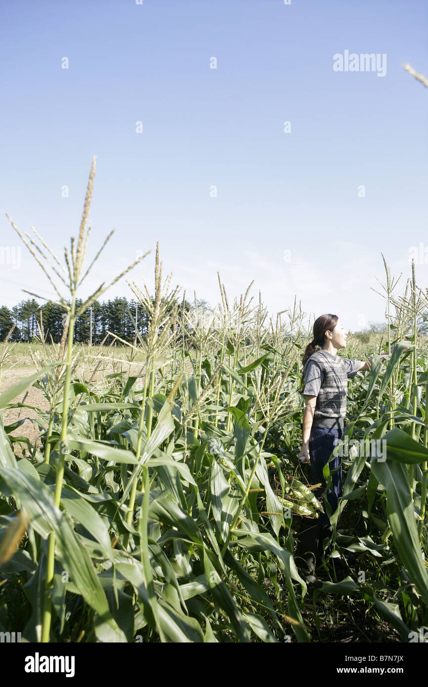 Corn pants hi-res stock photography and images - Alamy
