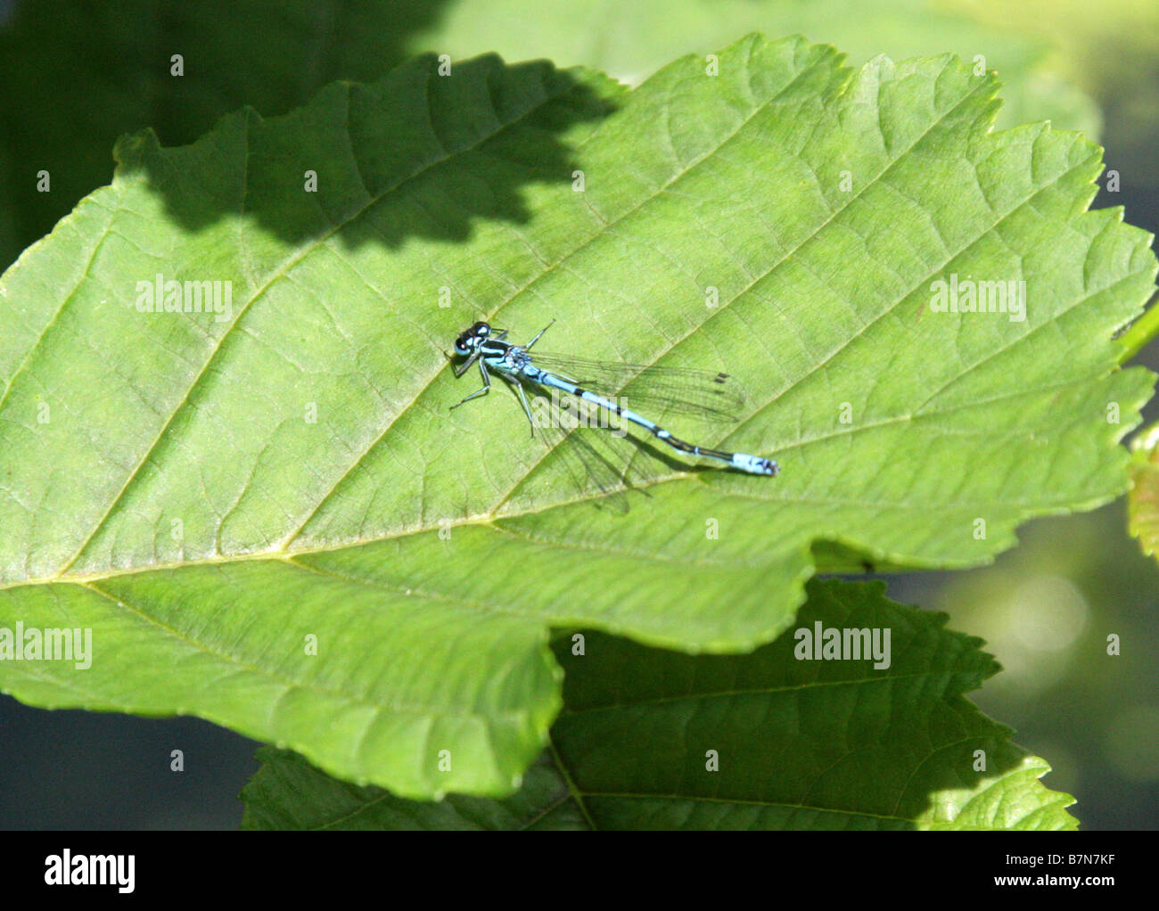 Azure Damselfly, Coenagrion puella, Zygoptera, Odonata Stock Photo - Alamy