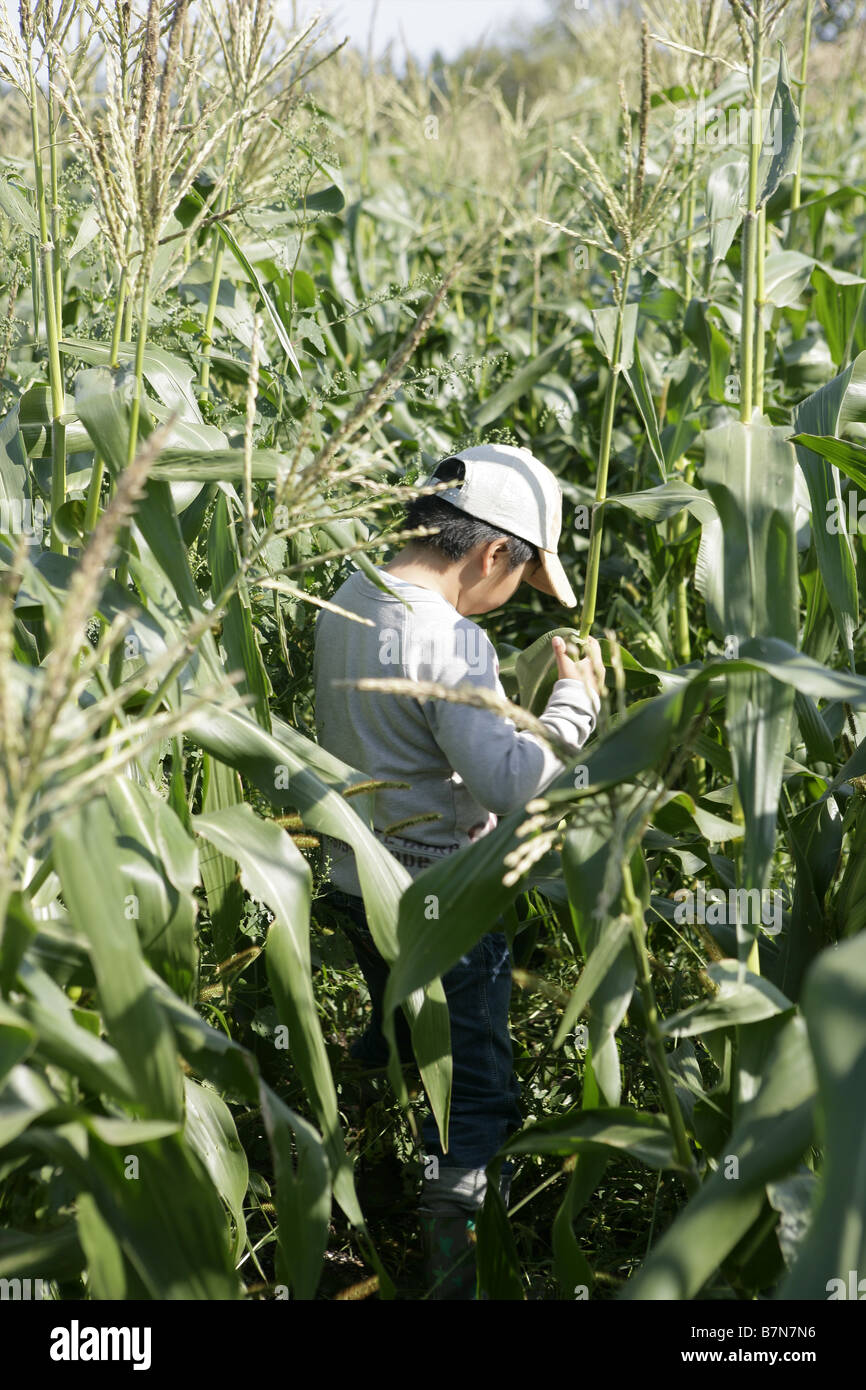 Japanese sweet corn hi-res stock photography and images - Alamy