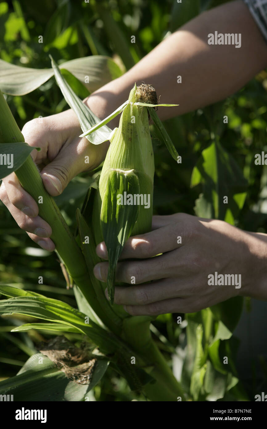 Sweet corn harvest Stock Photo - Alamy