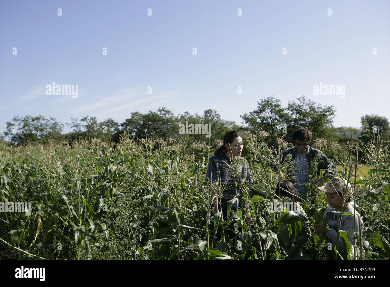 Family in a sweet corn field Stock Photo - Alamy