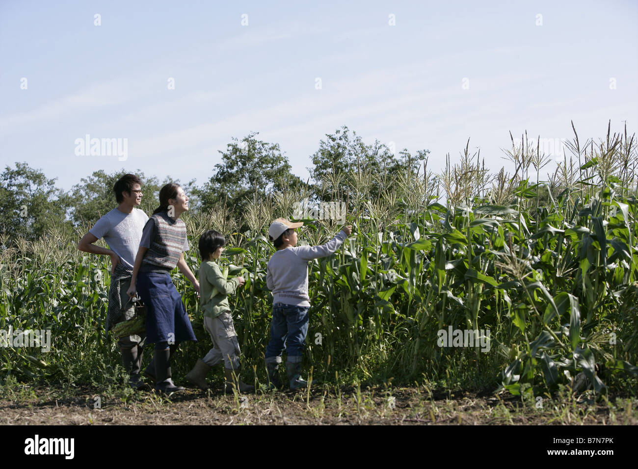 Two men harvest corn hi-res stock photography and images - Alamy
