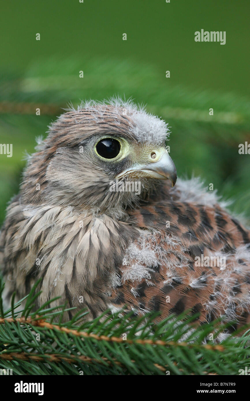 Kestrels chicks nest nesting hi-res stock photography and images - Alamy