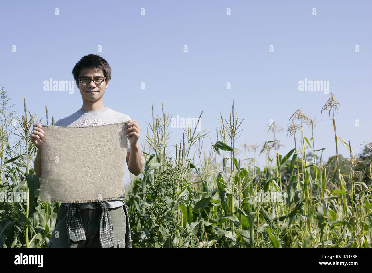 A man in the sweet corn field Stock Photo - Alamy