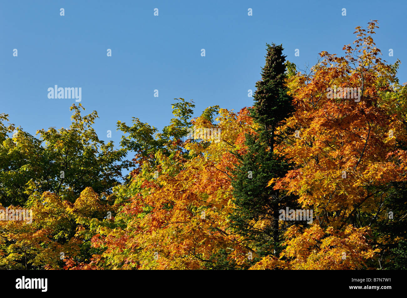 Detail of Autumn Forest at Cleveland Cliffs Basin in Hiawatha National ...