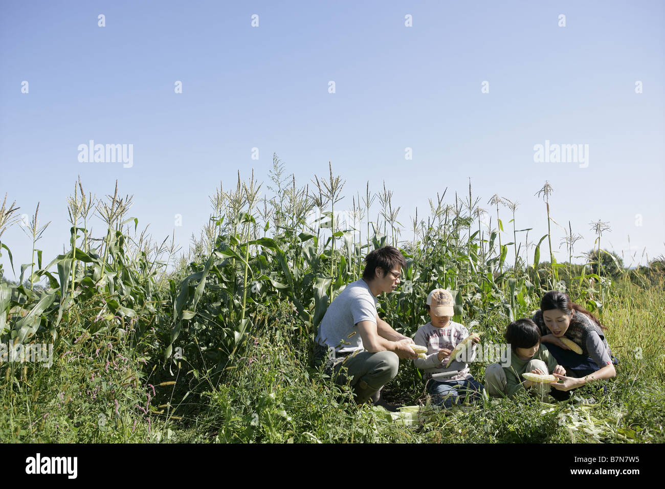 Two men harvest corn hi-res stock photography and images - Alamy