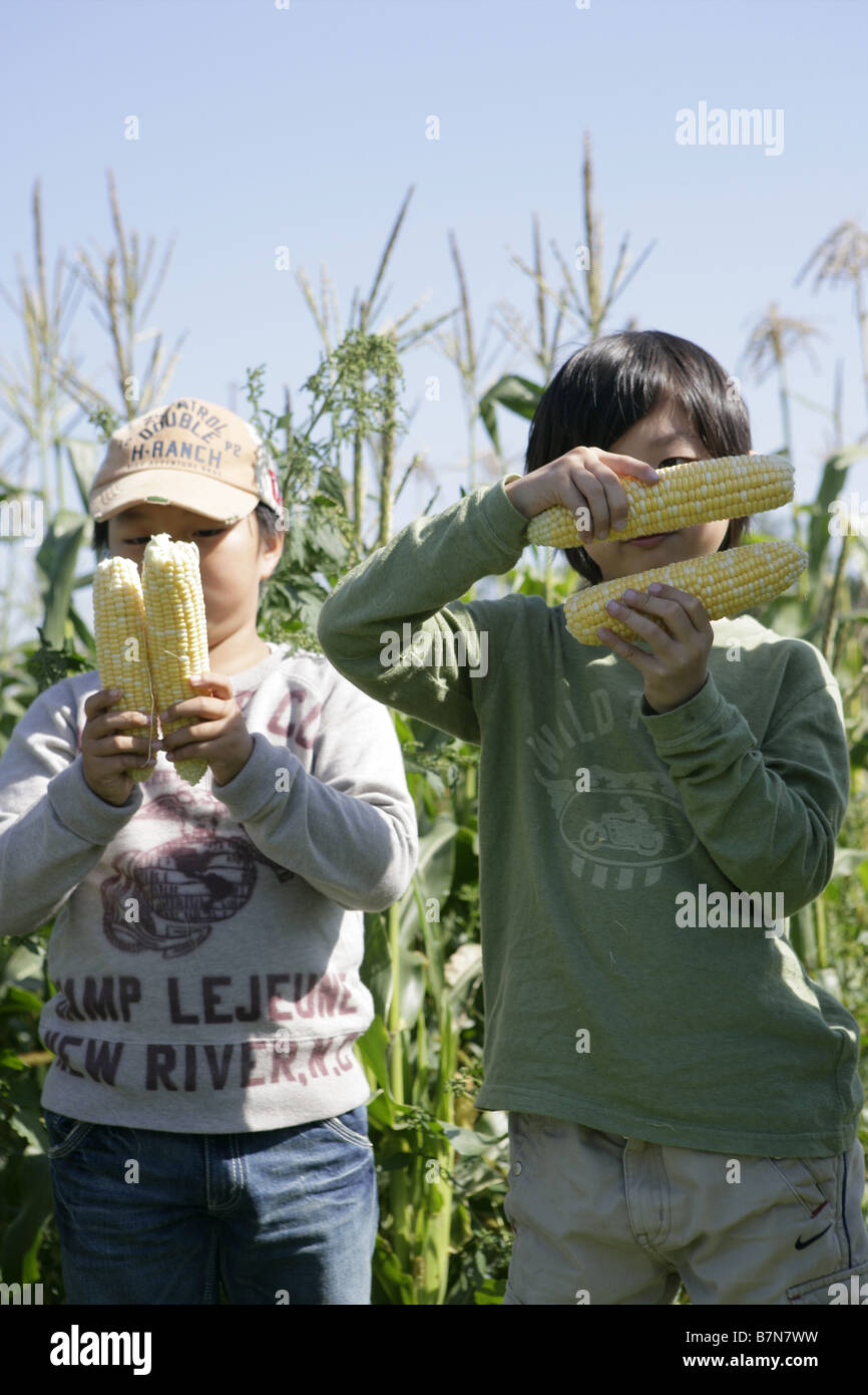 Sweat corn hi-res stock photography and images - Alamy