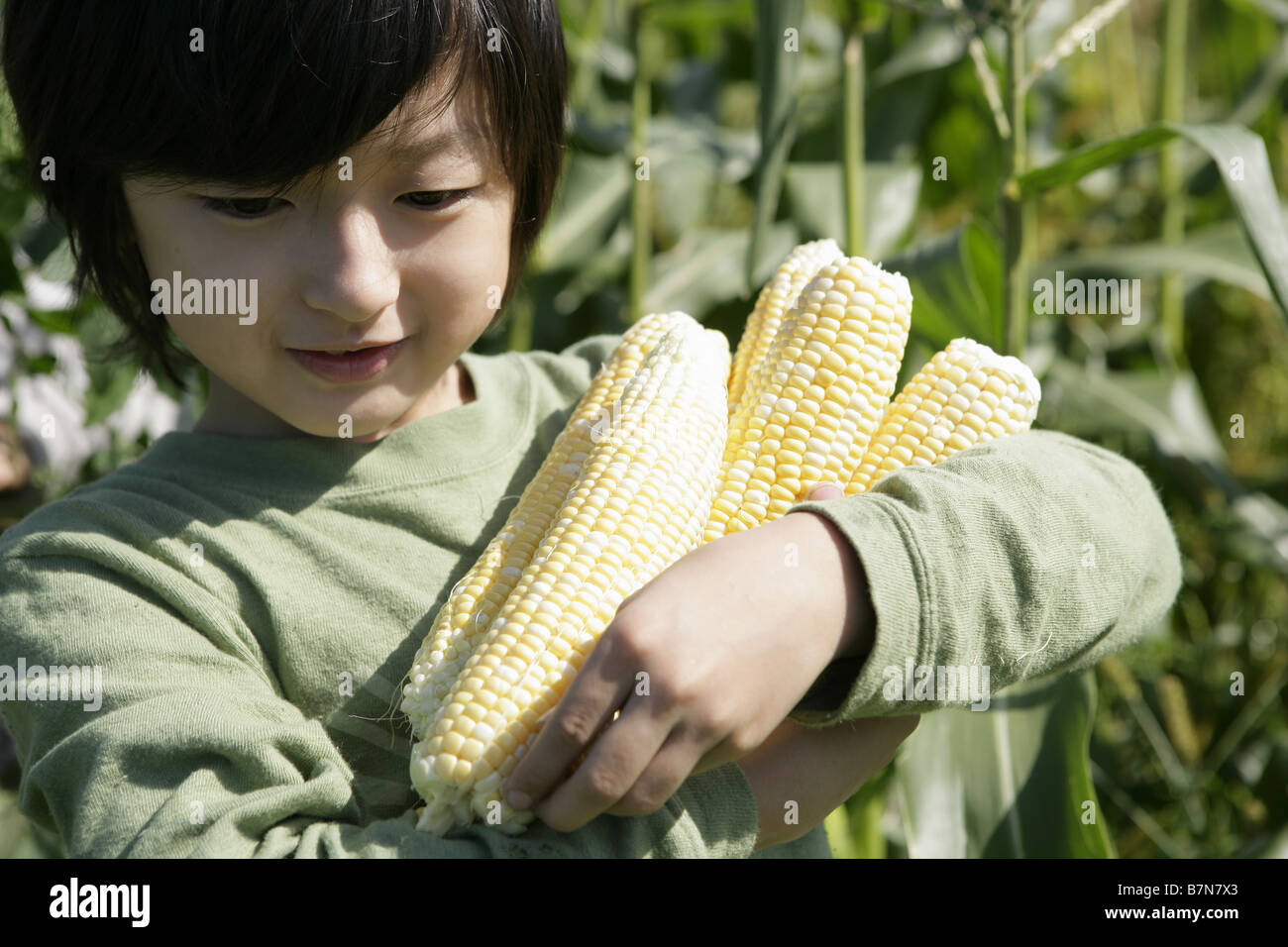 Japanese sweet corn hi-res stock photography and images - Alamy