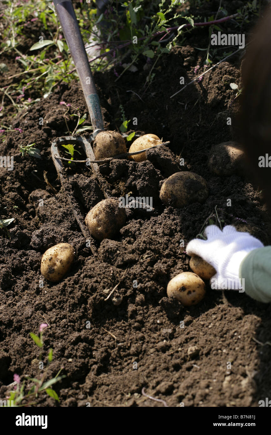 Potato With Soil High Resolution Stock Photography and Images - Alamy