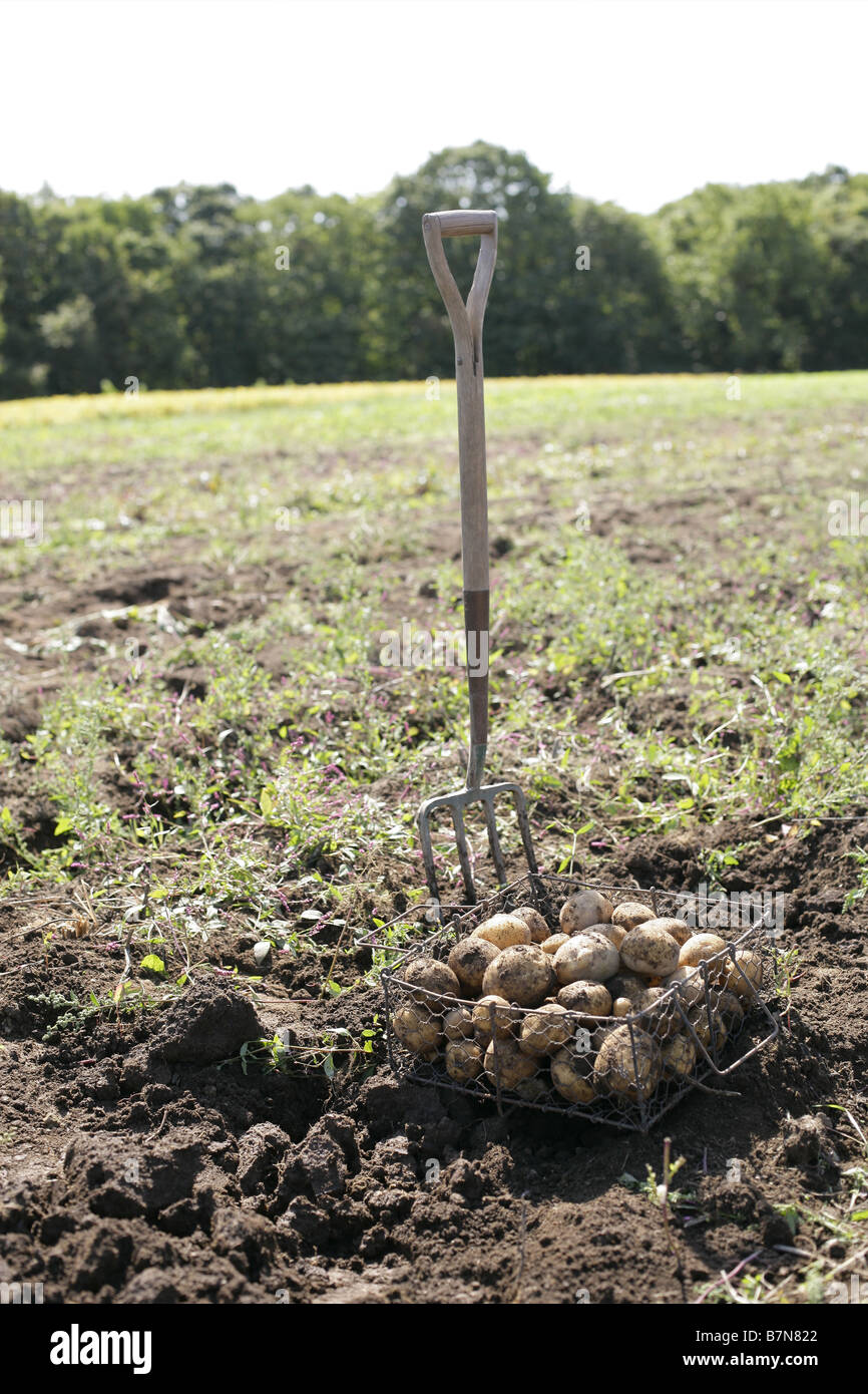 Wild potato hi-res stock photography and images - Alamy