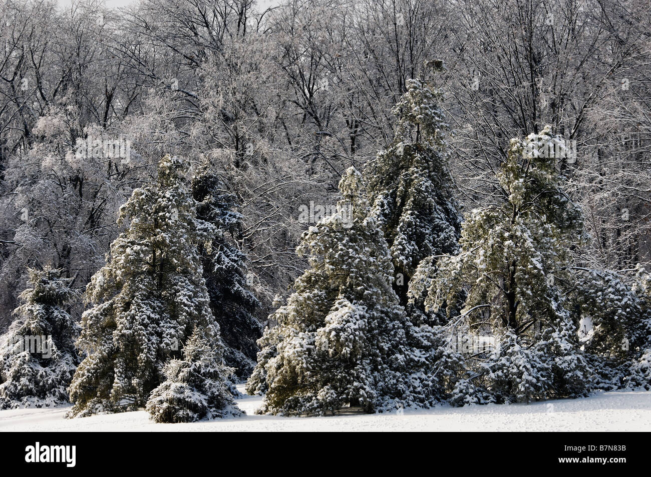 Snow and Ice Covered Pine Trees in Meade County Kentucky Stock Photo - Alamy