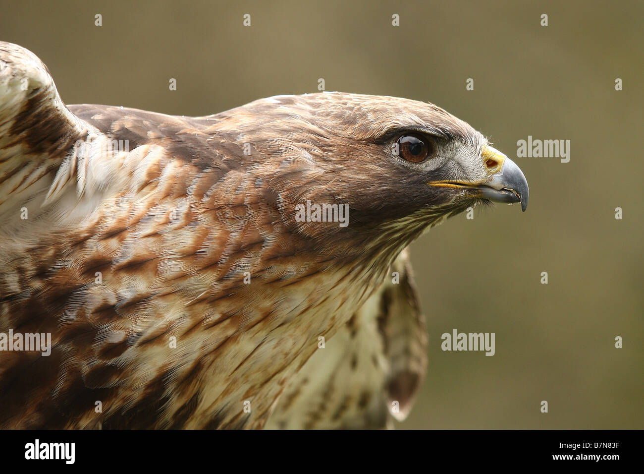 Canadian hawk hi-res stock photography and images - Alamy