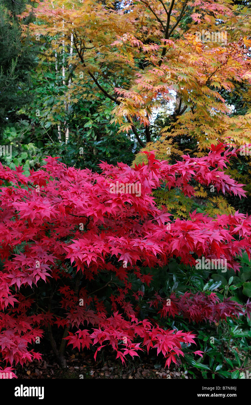 fiery red yellow orange coloured acer palmatum tree autumn autumnal ...