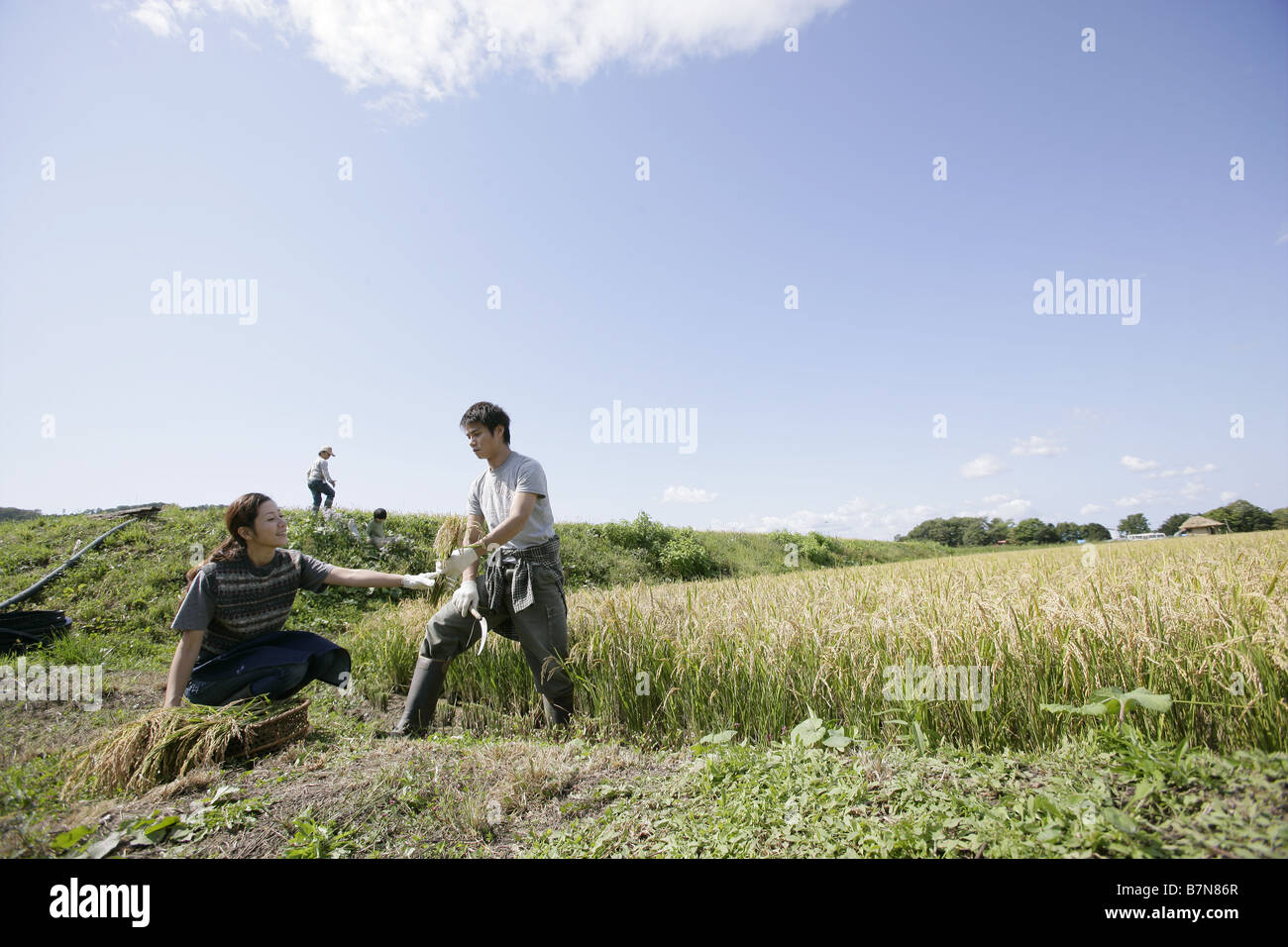 Father with children in paddy field hi-res stock photography and images ...