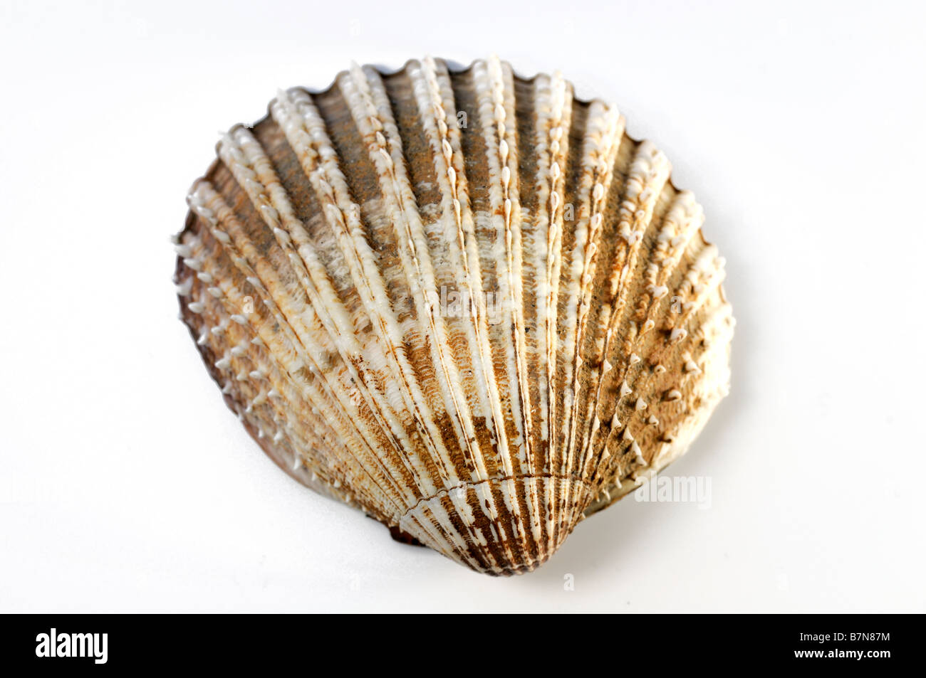 one single scallop shells seashell white background cutout detail ...