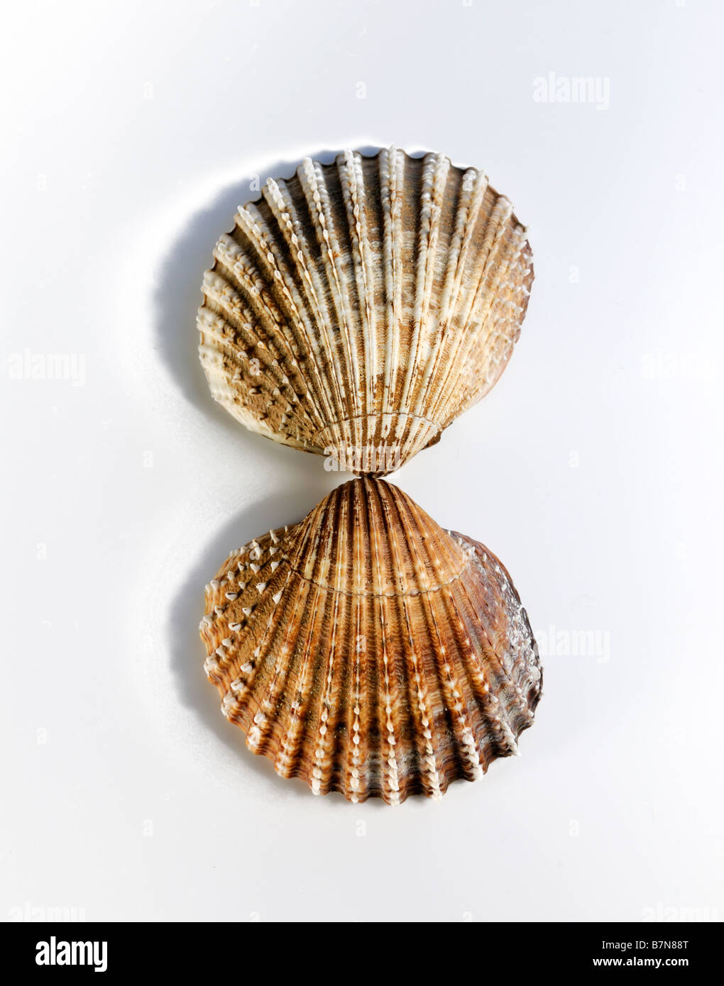 two scallop shells seashell white background cutout detail closeup ...
