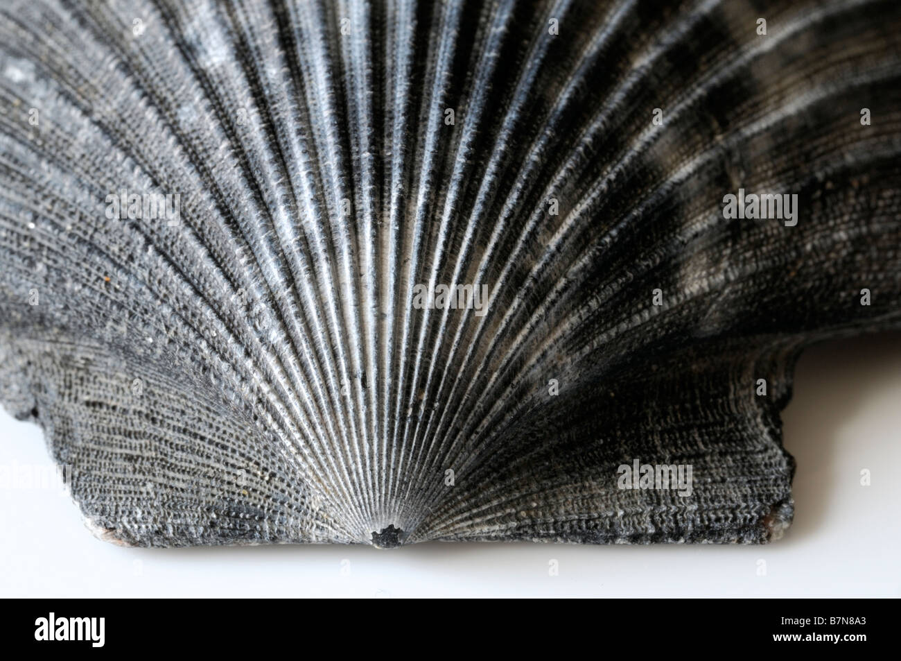 one single scallop shell seashell detail closeup close up ribs ribbed ...