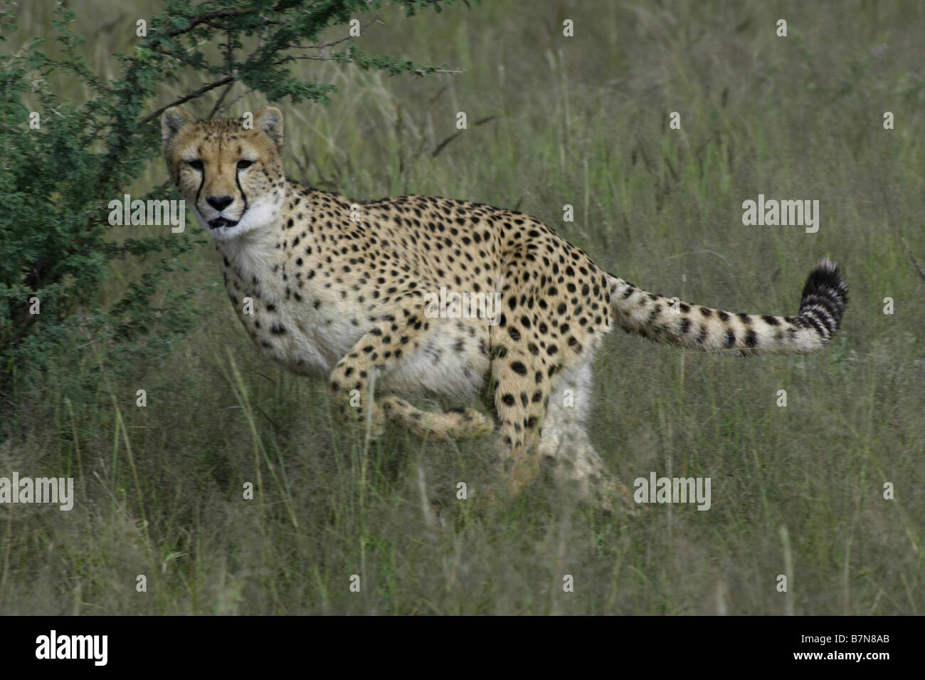 Cheetah running at camera hi-res stock photography and images - Alamy