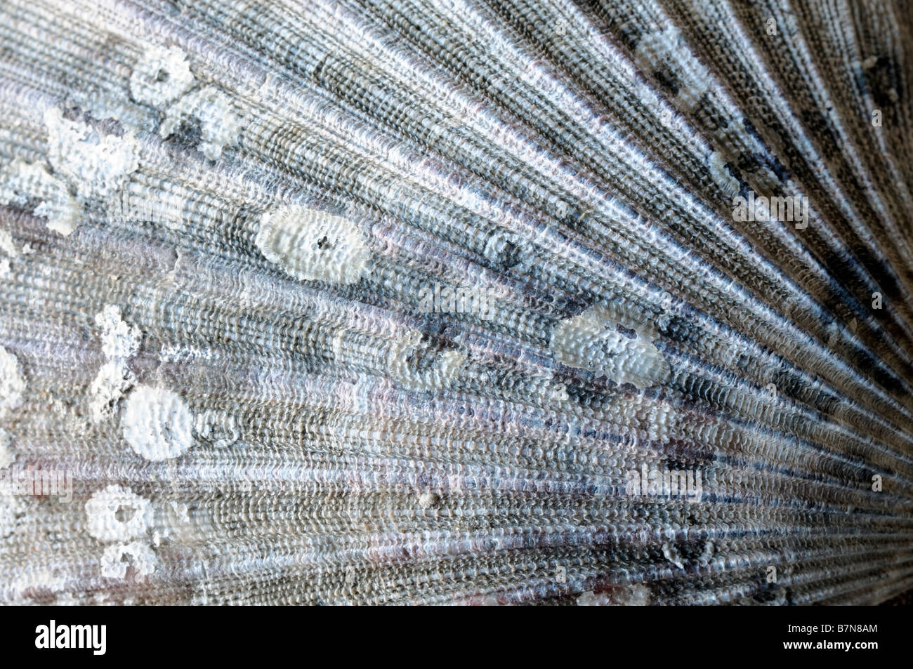 one single scallop shell seashell detail closeup close up ribs ribbed ...