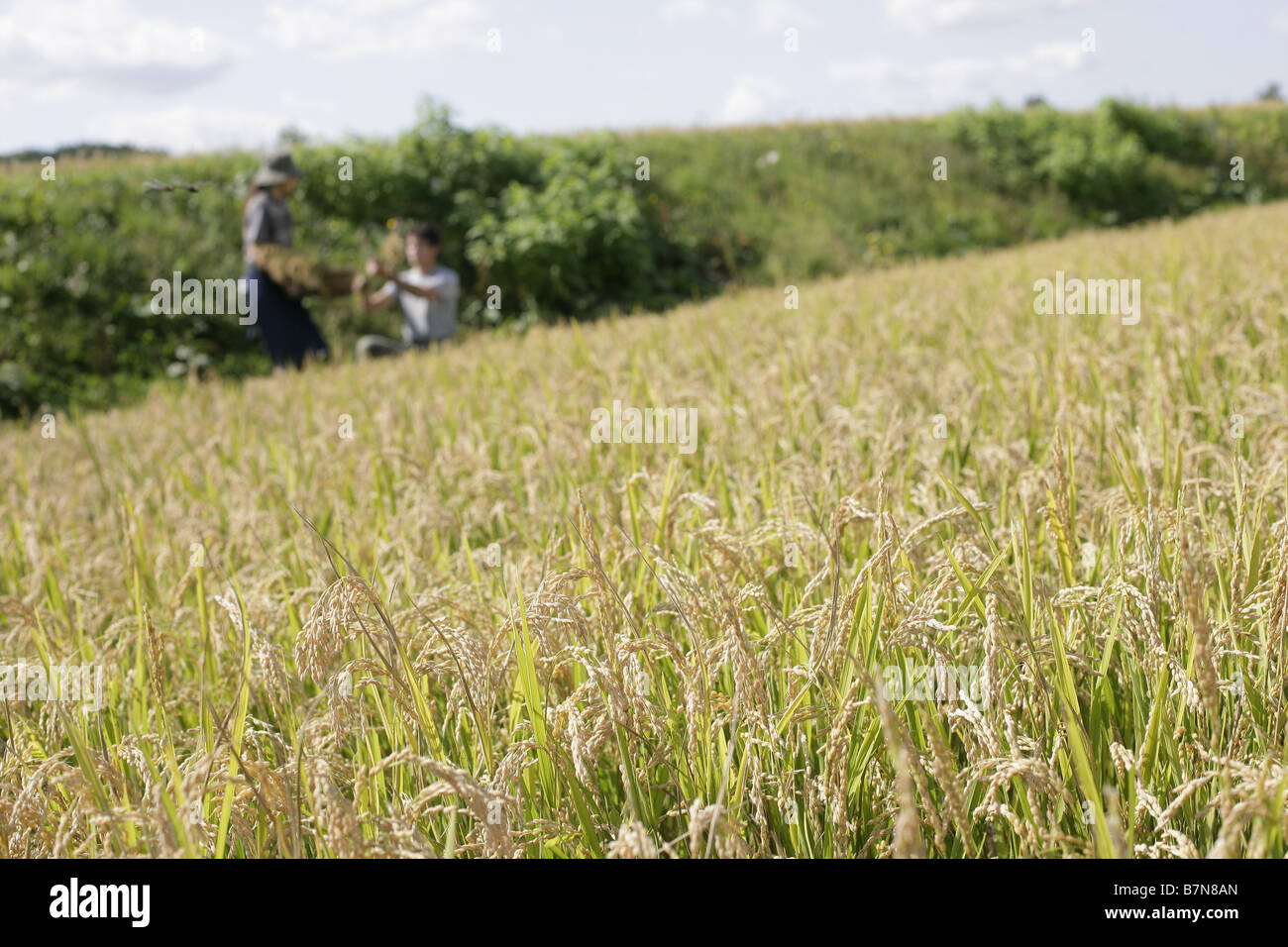Rice paddy dike hi-res stock photography and images - Alamy