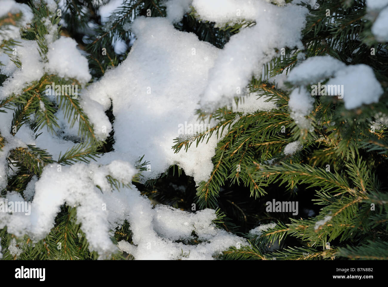 Branches of spruce with snow Stock Photo - Alamy