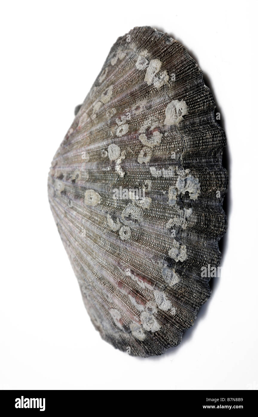 one single scallop shell seashell white background cutout detail ...
