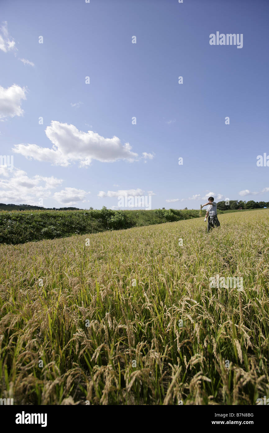 Rice paddy dike hi-res stock photography and images - Alamy
