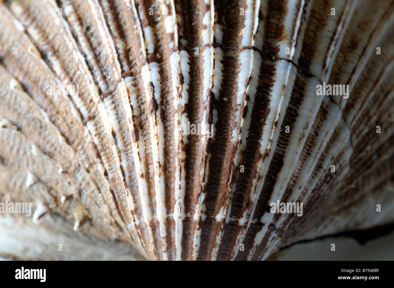 Radial ribs hi-res stock photography and images - Alamy