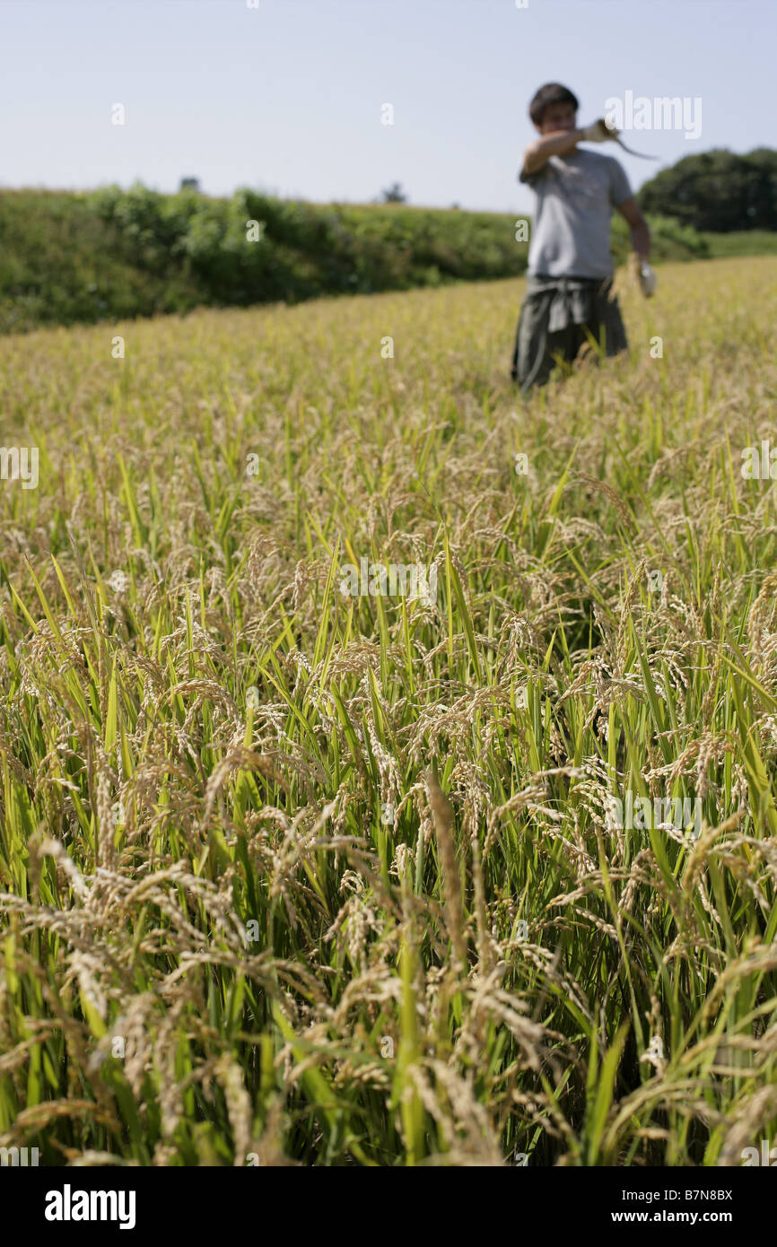 Rice paddy dike hi-res stock photography and images - Alamy