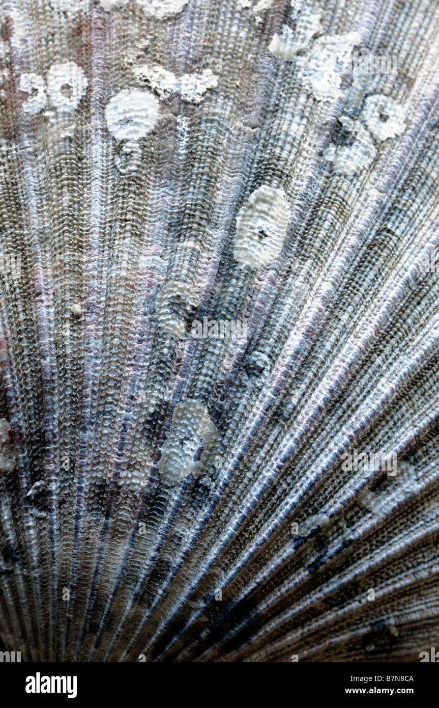 one single scallop shell seashell detail closeup close up ribs ribbed ...