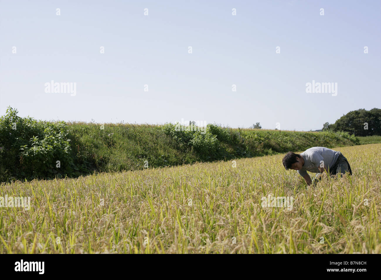 Rice paddy dike hi-res stock photography and images - Alamy