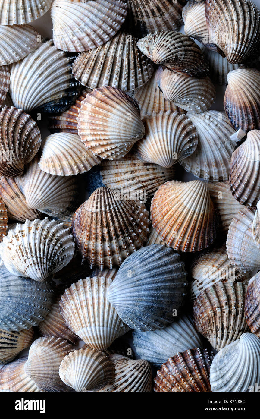 large group mix mixed assorted assortment scallop cockel shells many ...