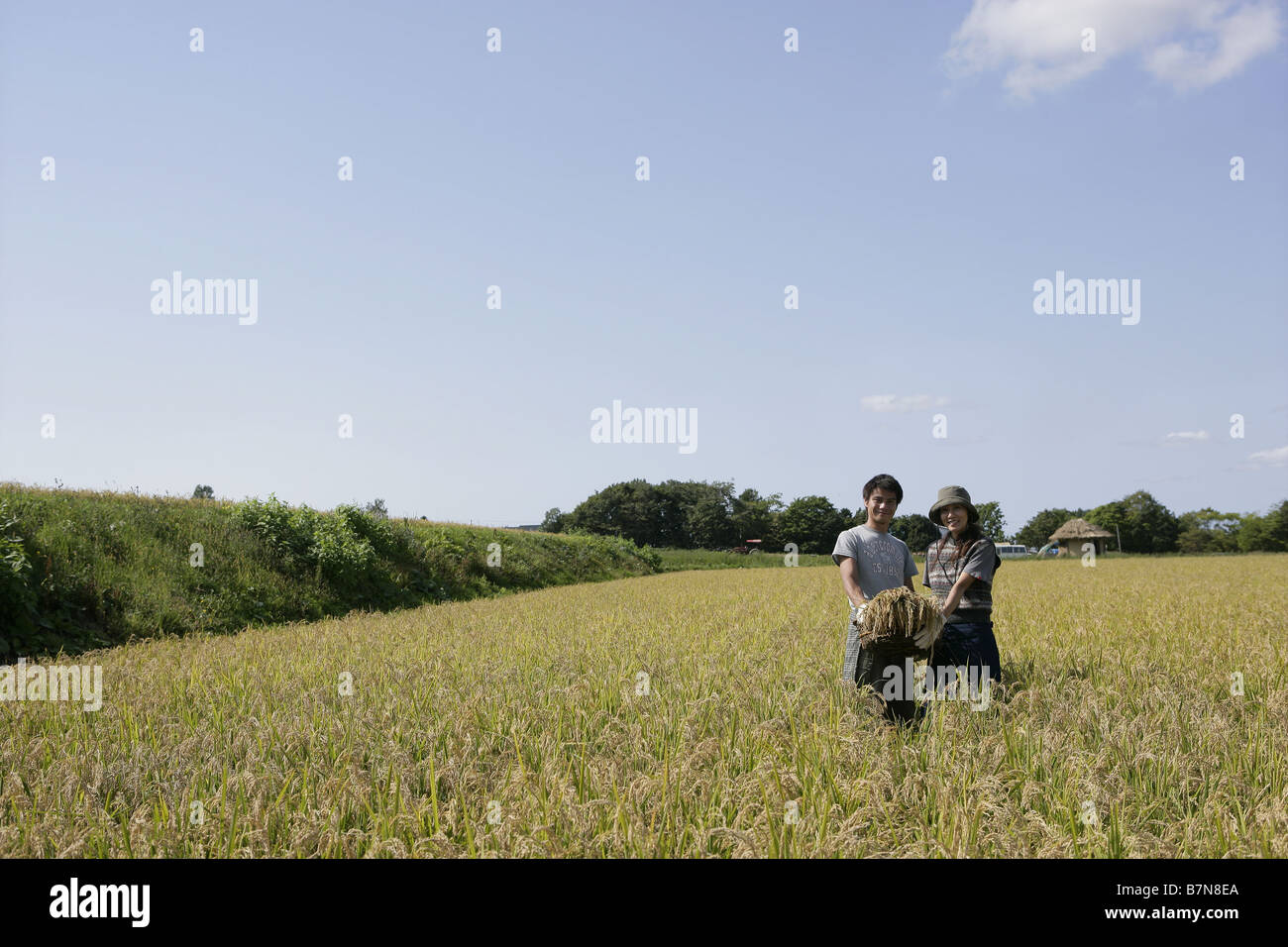Rice paddy dike hi-res stock photography and images - Alamy