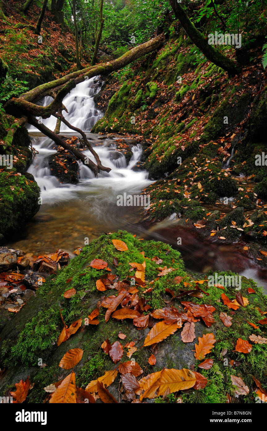 waterfall river stream fallen tree silky white flow green undergrowth ...