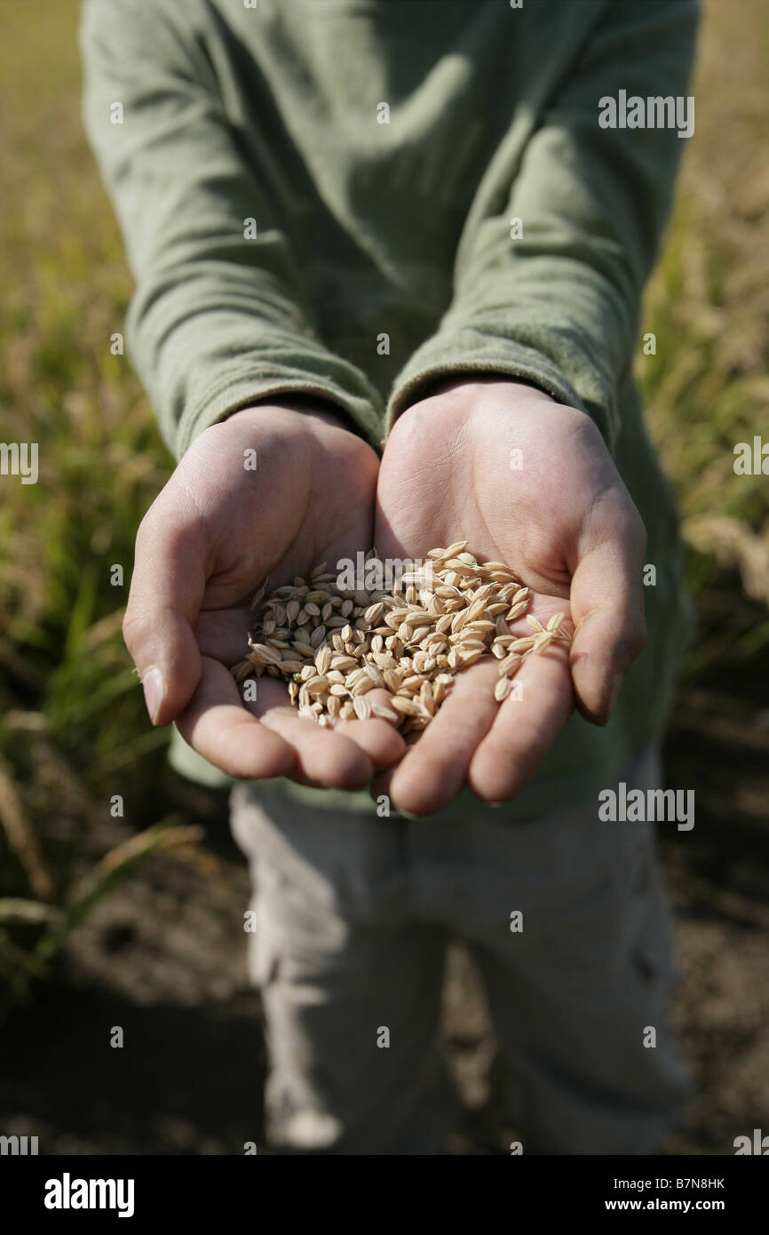 Hands rice chaff hi-res stock photography and images - Alamy