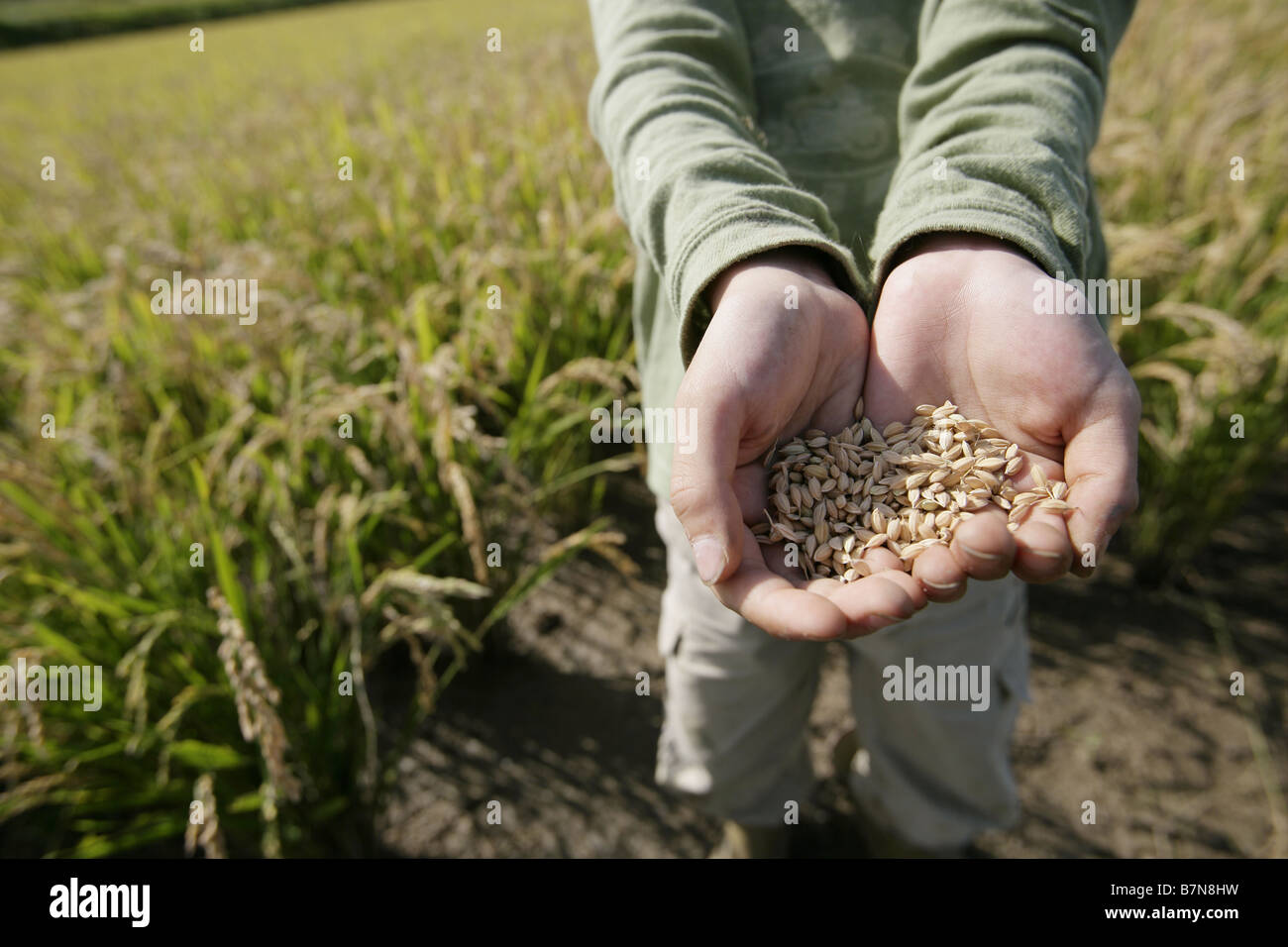 Hands with rice chaff Stock Photo - Alamy