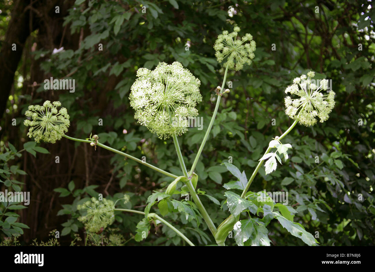 Ground Elder or Goutweed Aegopodium podagraria Apiaceae Stock Photo - Alamy