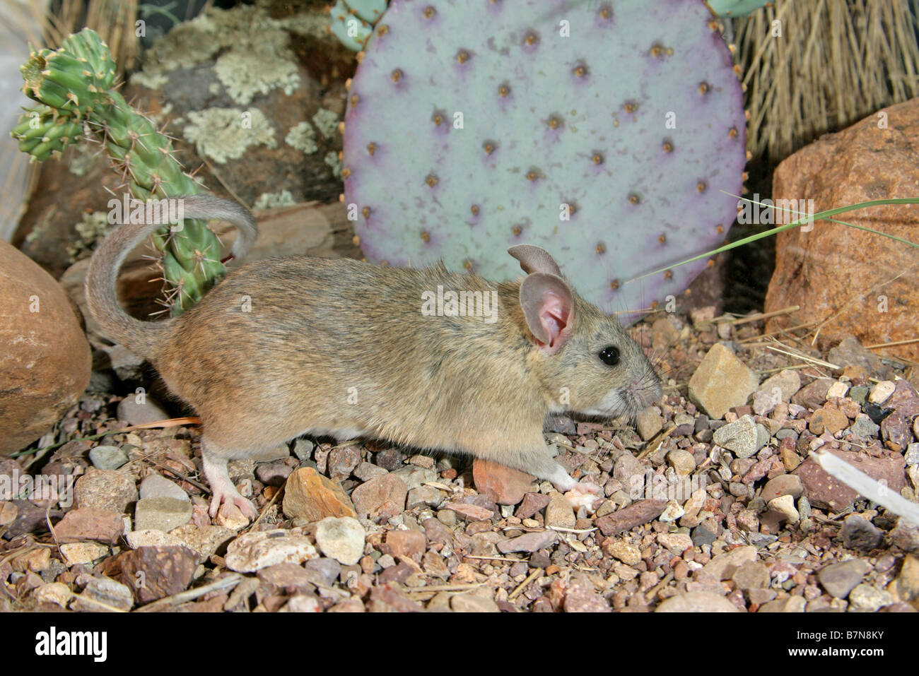 Western White-throated Woodrat Stock Photo - Alamy
