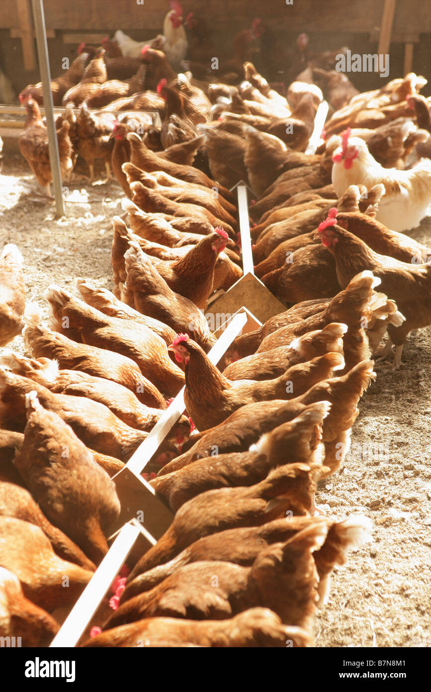 The henhouse hi-res stock photography and images - Alamy