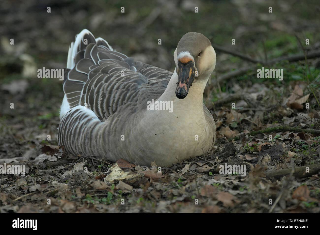 Knob geese High Resolution Stock Photography and Images - Alamy