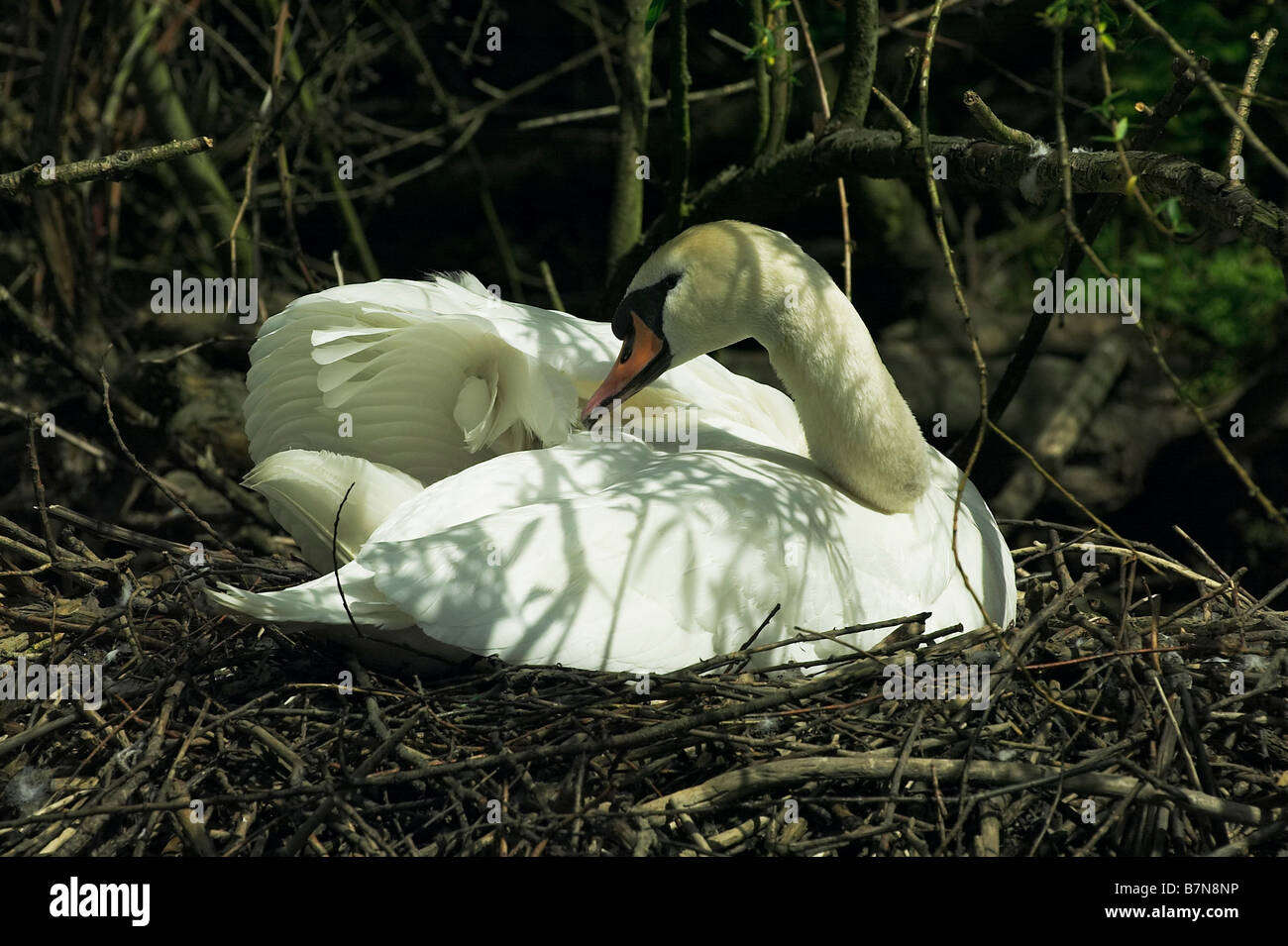 lying mute swan Stock Photo - Alamy