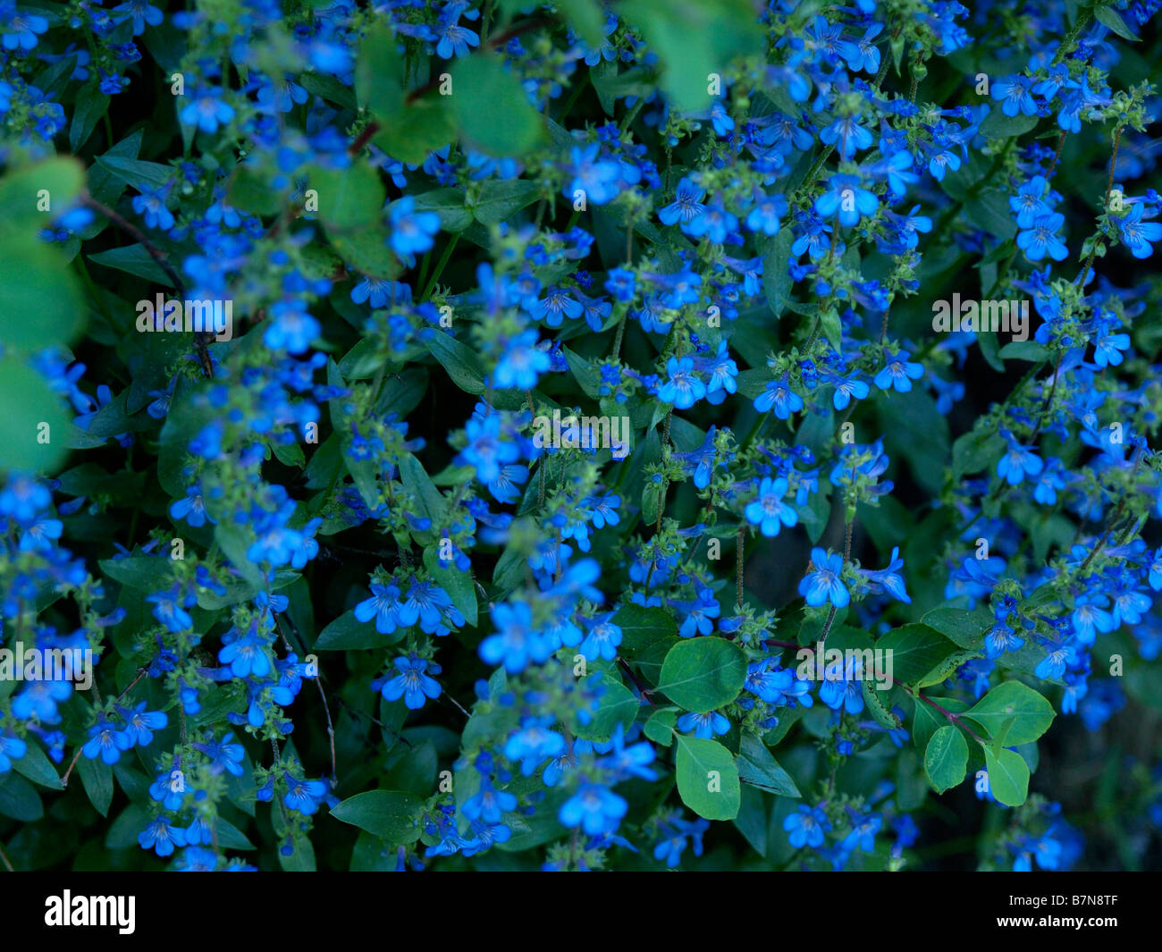 Small blue wildflowers on vines in the woods of Utah Stock Photo - Alamy