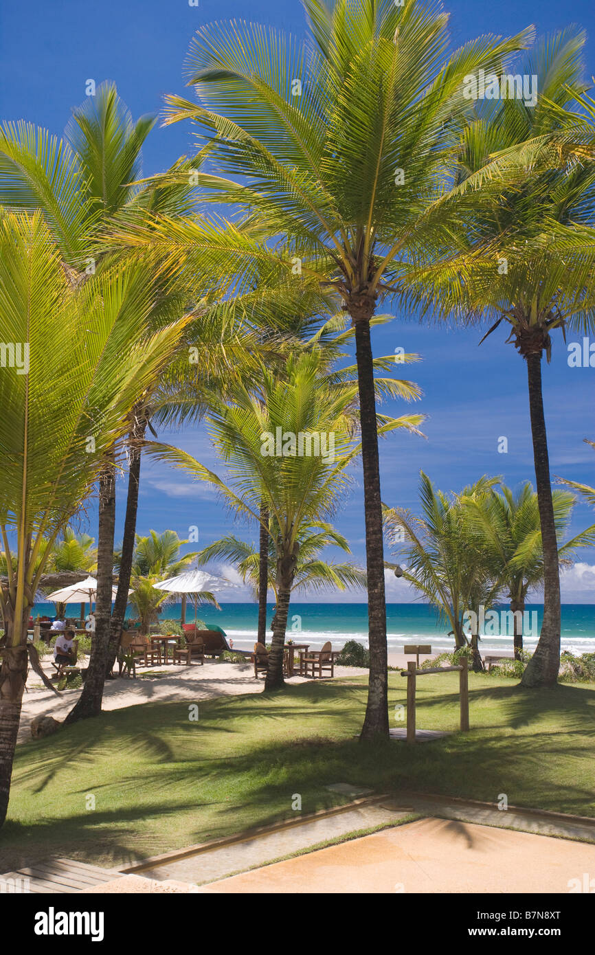 Palm trees on beach in Brazil Stock Photo - Alamy